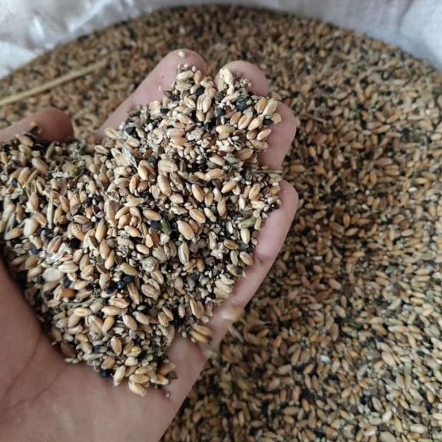 Отходы пшеницы