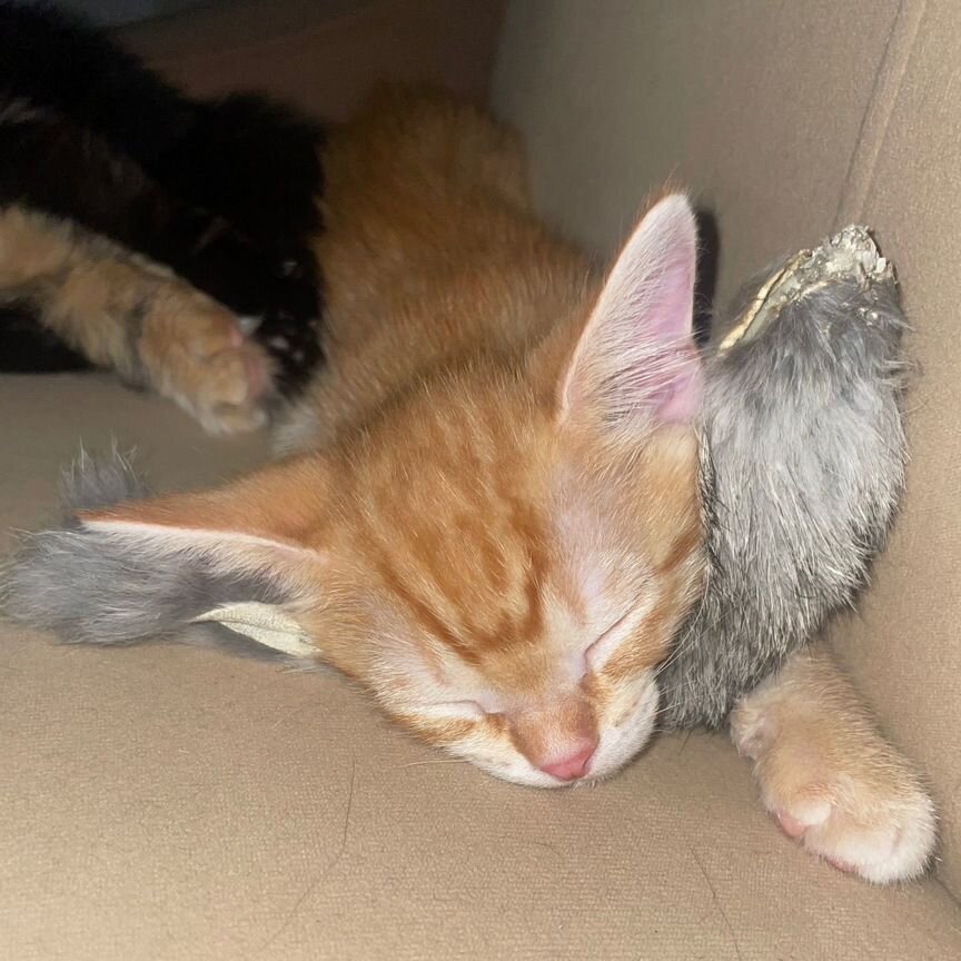 Котёнок в добрые руки