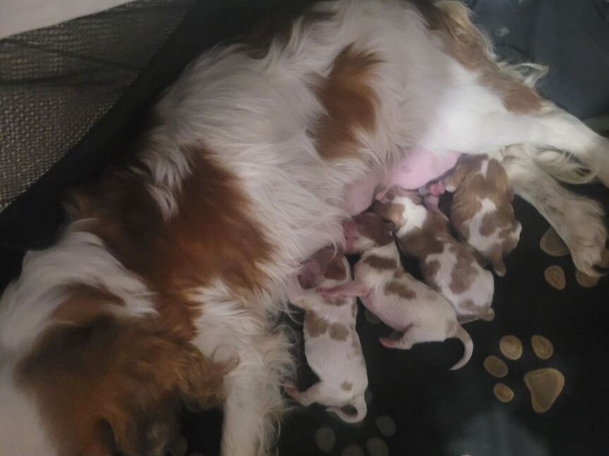 Кавалер Кинг чарльз спаниель