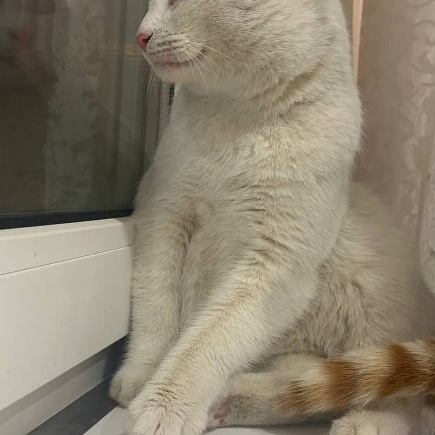 Котёнок