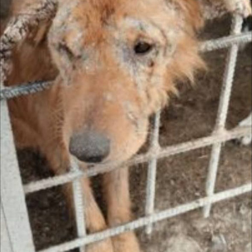 Янтарь в добрые руки