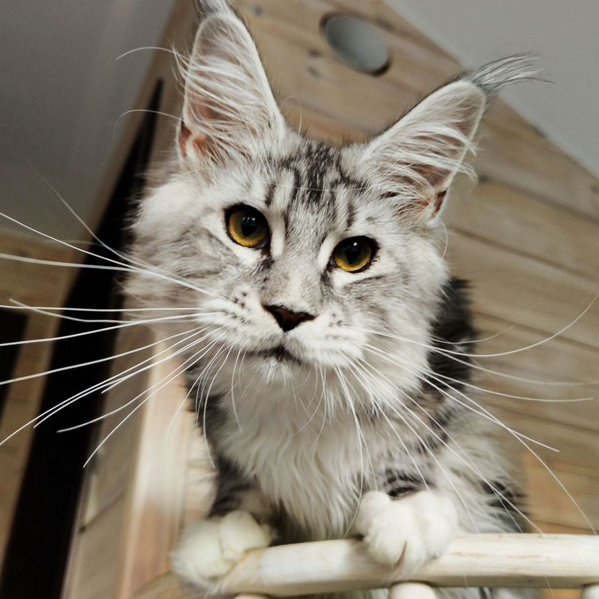 Мейн кун, невероятно красивая девочка