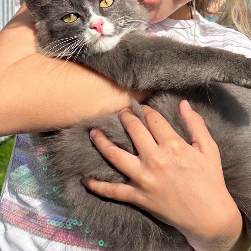 Замечательный котэ