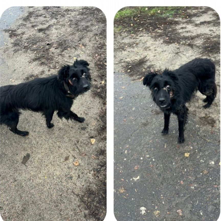 Древер, щенок