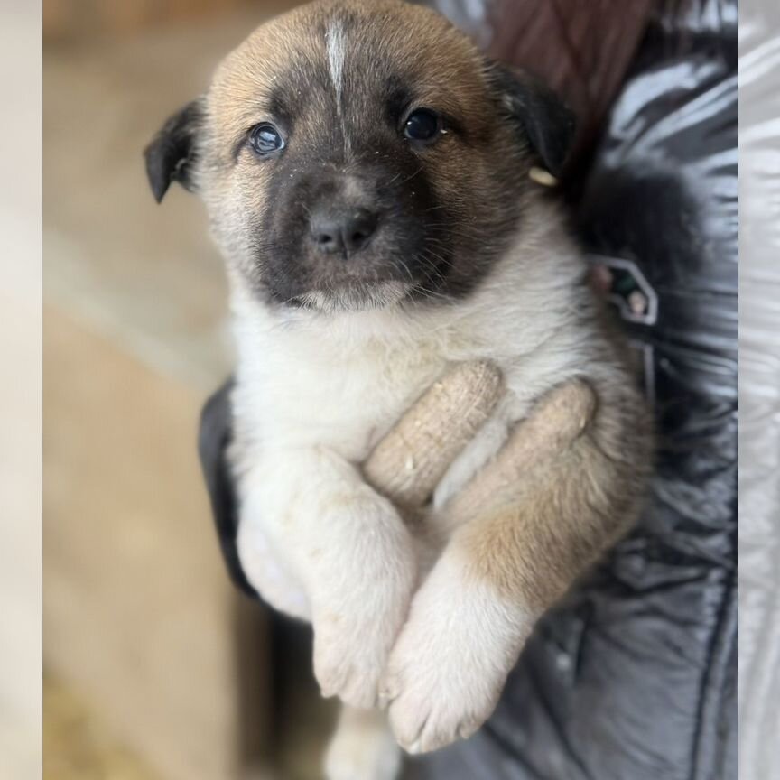 Щенок в добрые руки