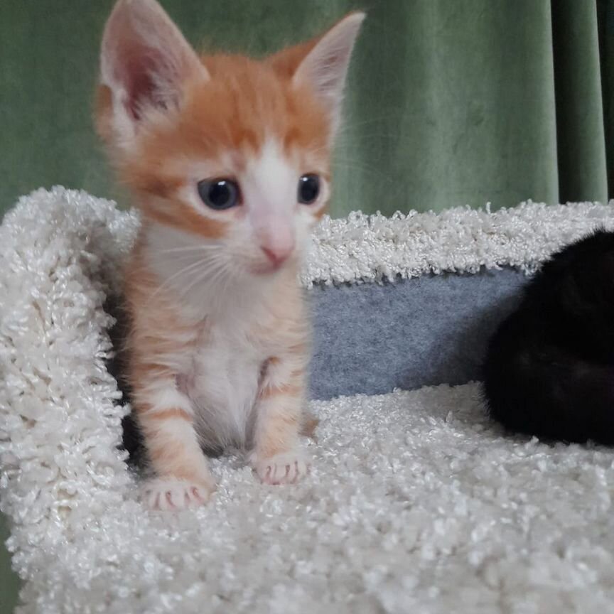 Котята
