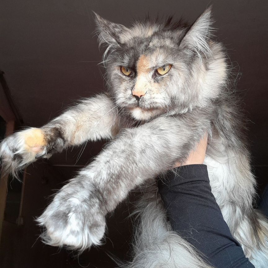 Мейн-кун котёнок
