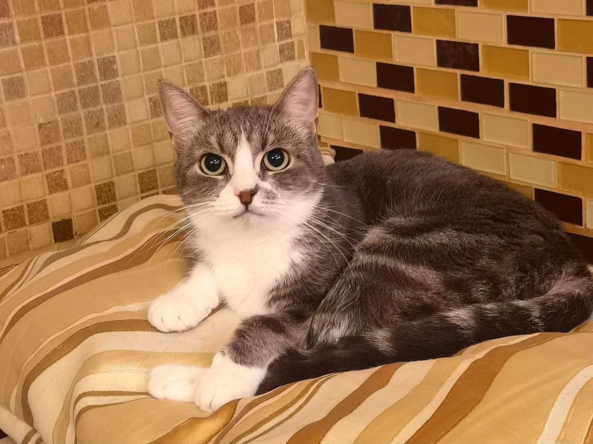 В добрые руки