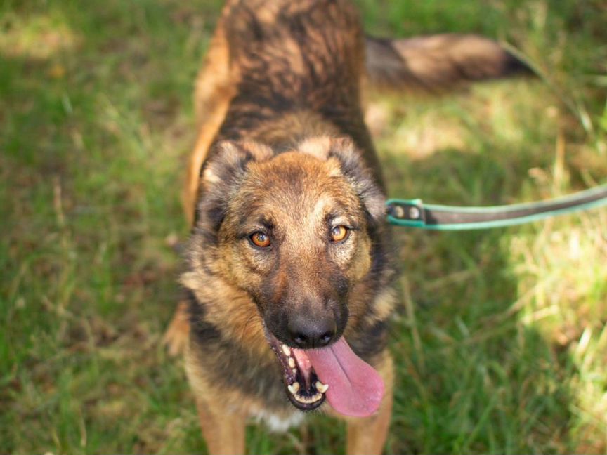 Молодая Конфетка ищет заботливую семью