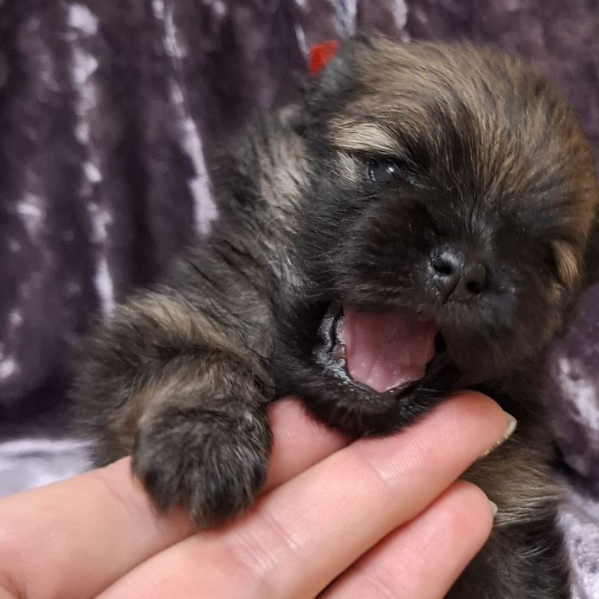 Померанский шпиц, щенок