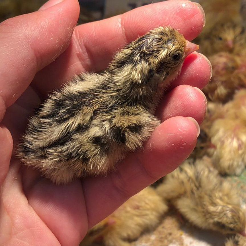 Суточные перепела