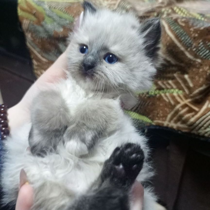 Сиамские котята