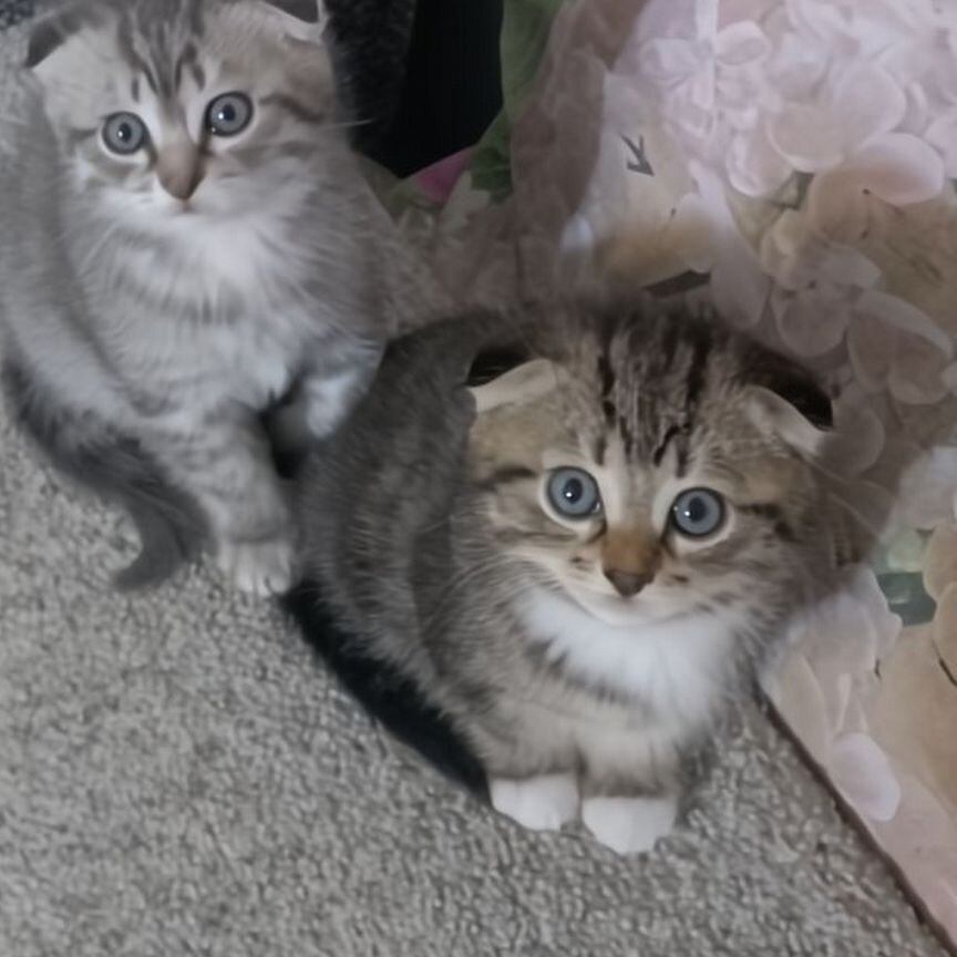 Шотландский вислоухий короткошёрстный котёнок