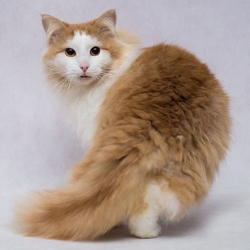 Взрослый кот в добрые руки