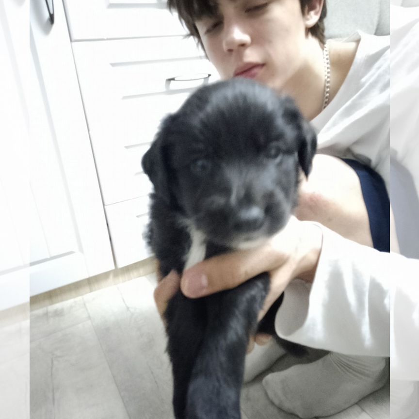 Кокер спаниель, щенок