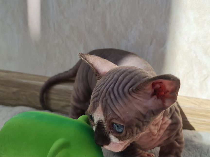 Котенок сфинкс бамбино