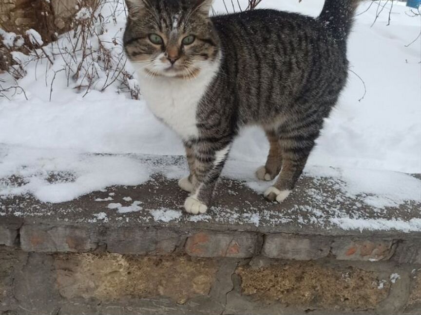Невезучий котик Пончик ищет добрые ручки