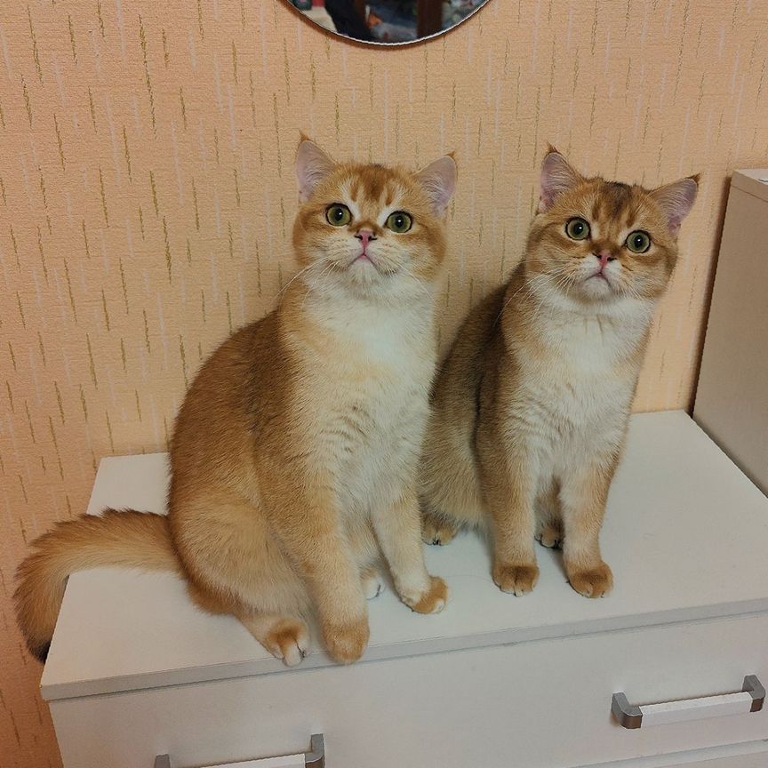Шотландские золотые котята с документами