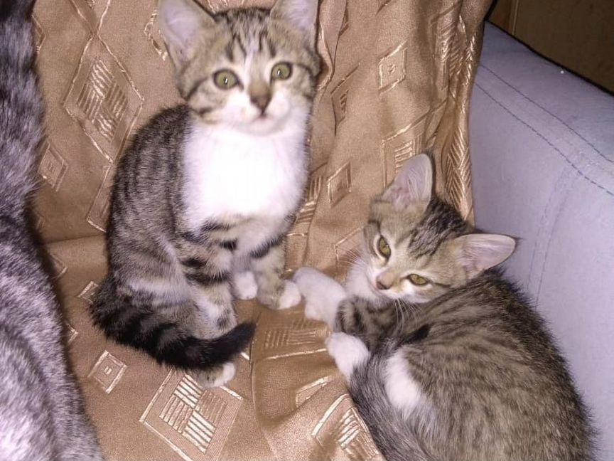 Кошка