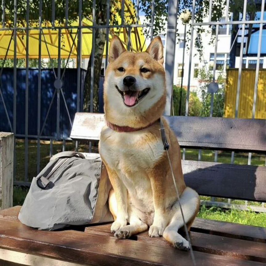 Выгул собак