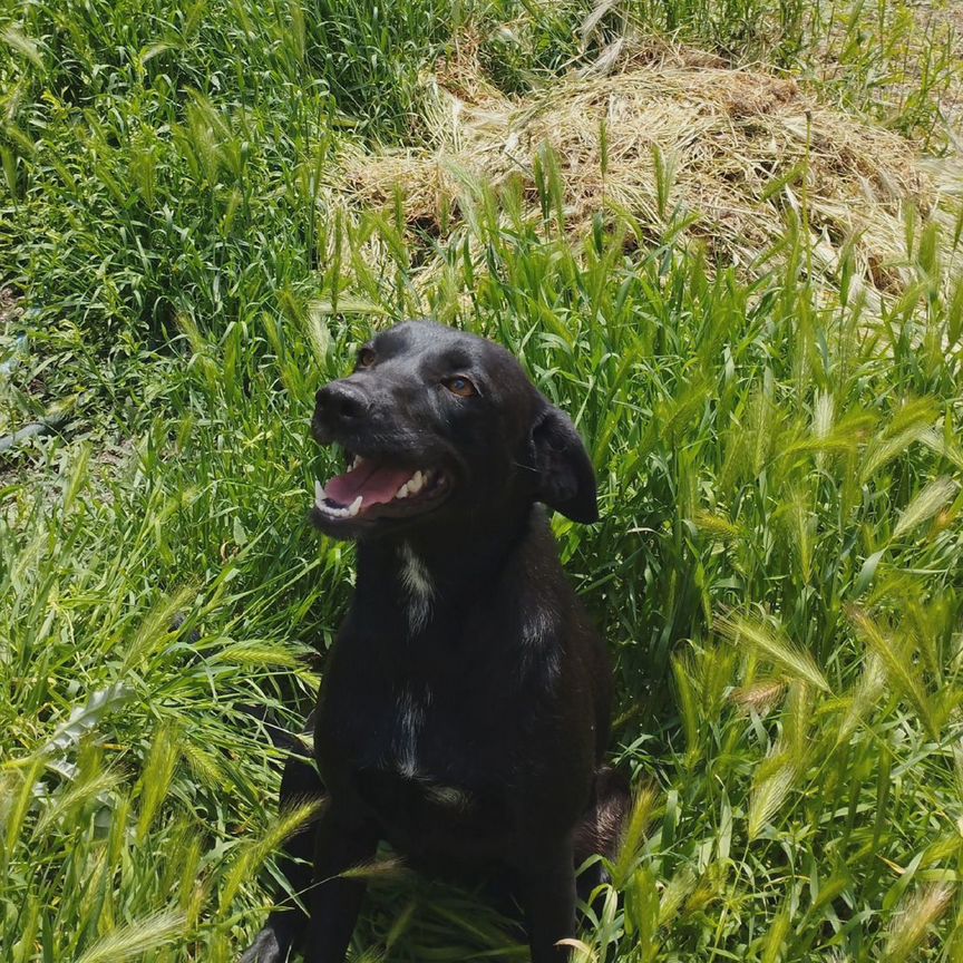 Отдам в добрые руки бесплатно собачку