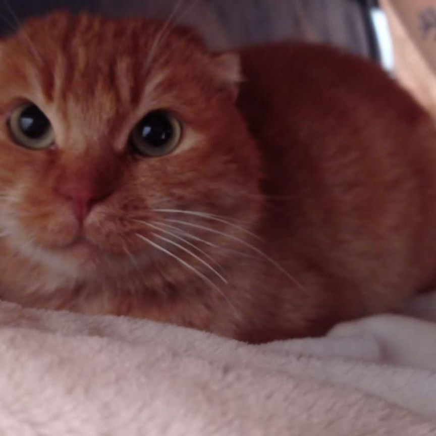 Рыжий кот в добрые руки