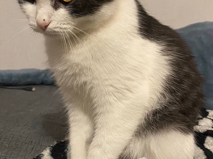 Вислоухий кот/котёнок