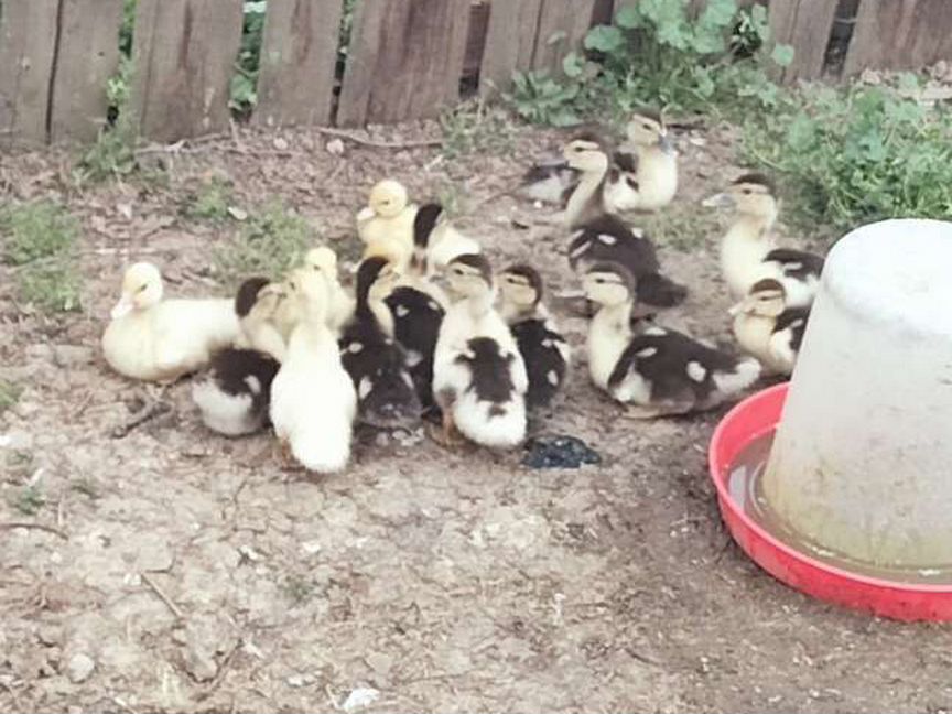 Продаются индо утята