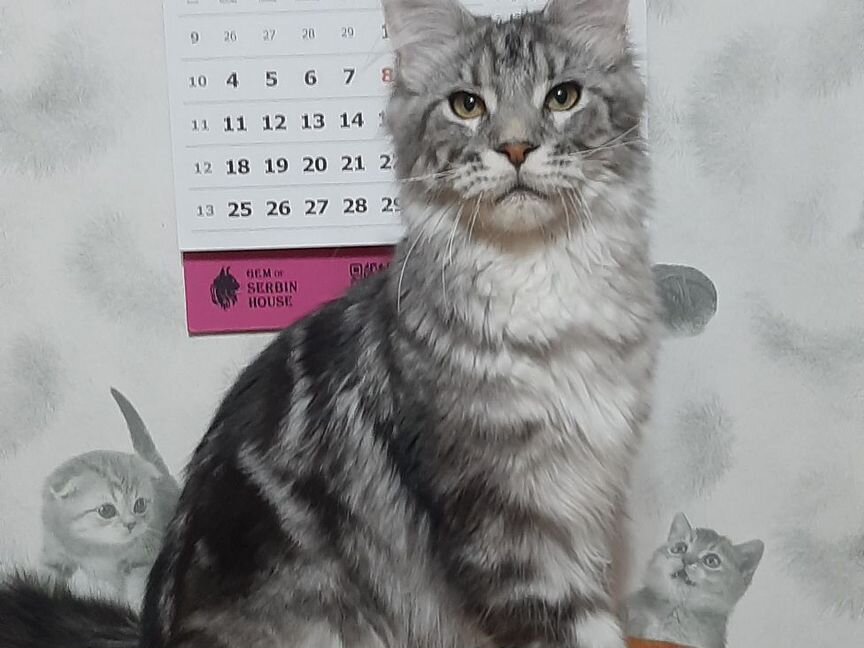 Котята мейн-кун серебро