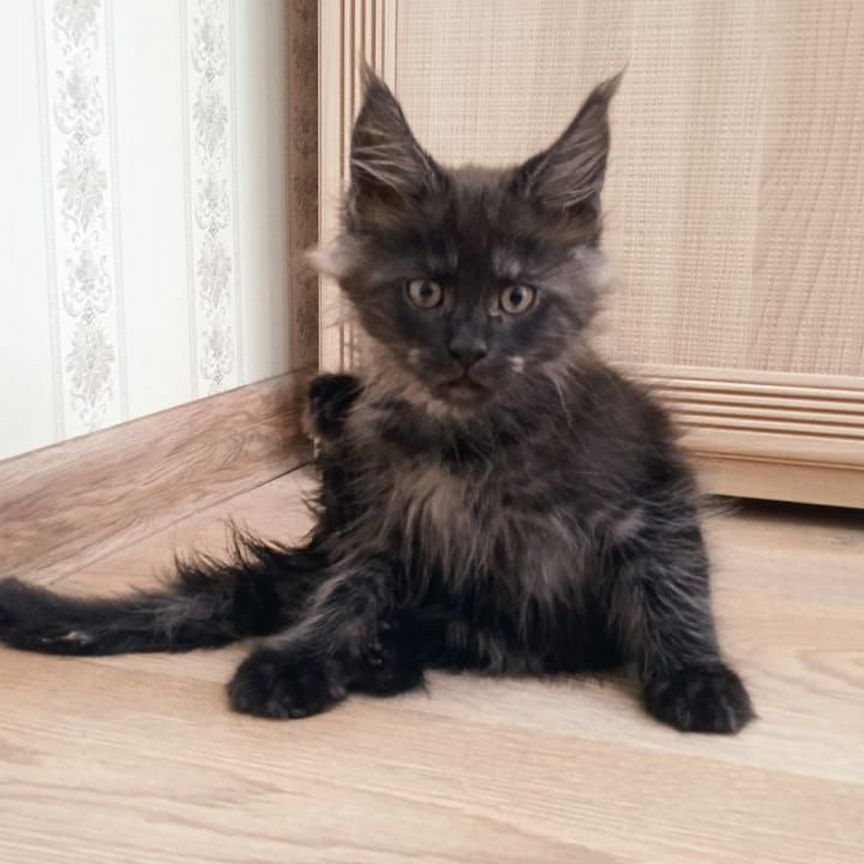 Котята мейн-кун
