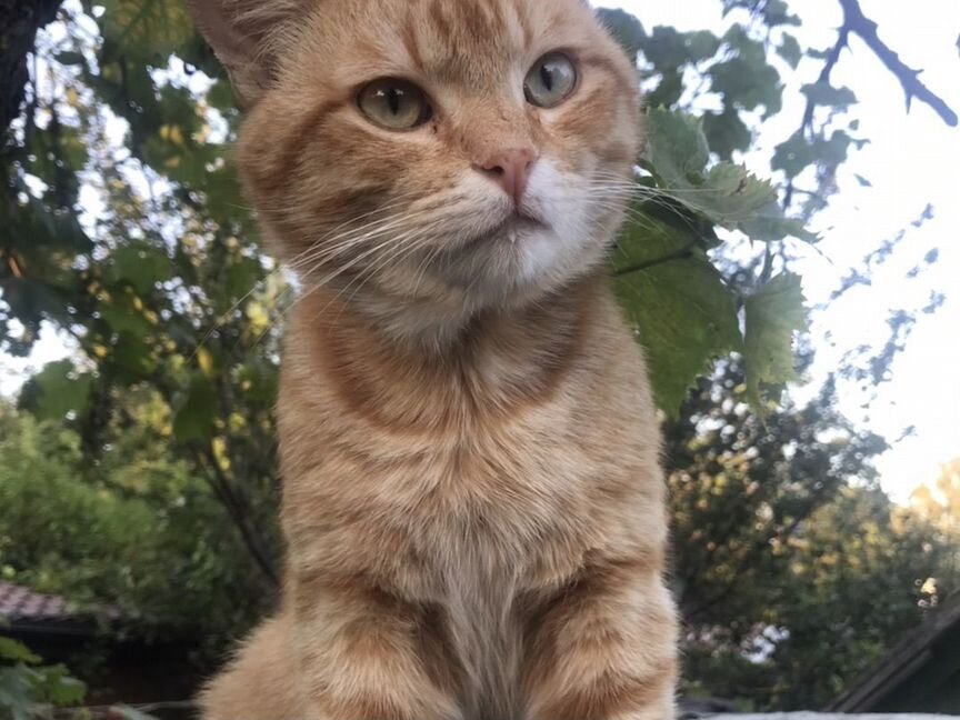 Кот рыжий потеряшка