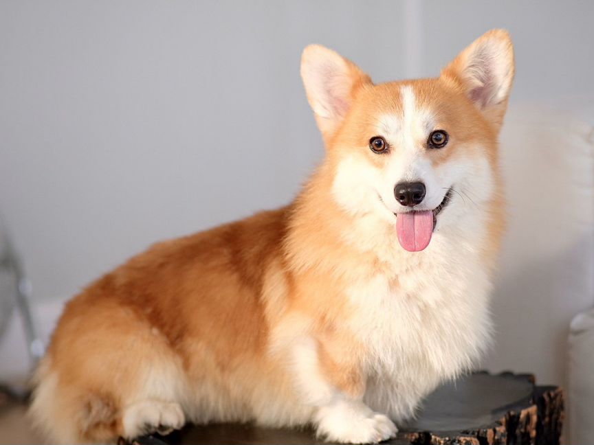 Вельш-корги пемброк - годовалый кобелек