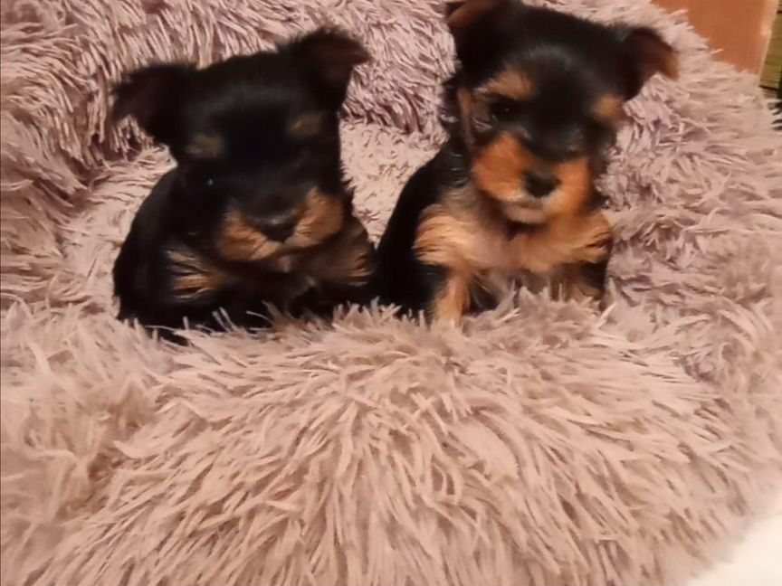 Йоркширский терьер девочка