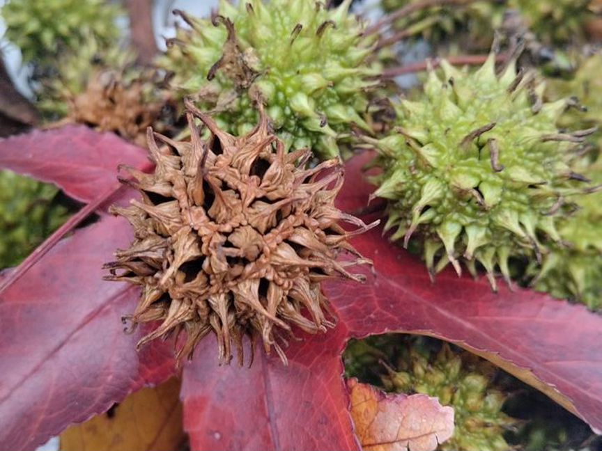 Шишки амбрового дерева