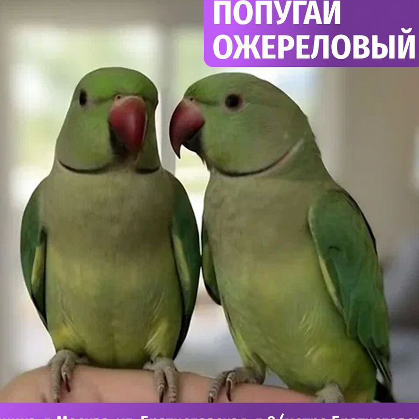 Попугай Ожереловый