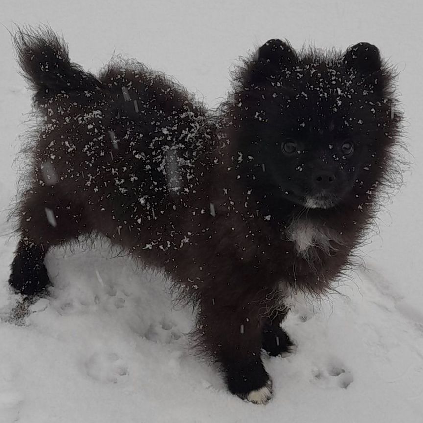 Померанский шпиц, щенок