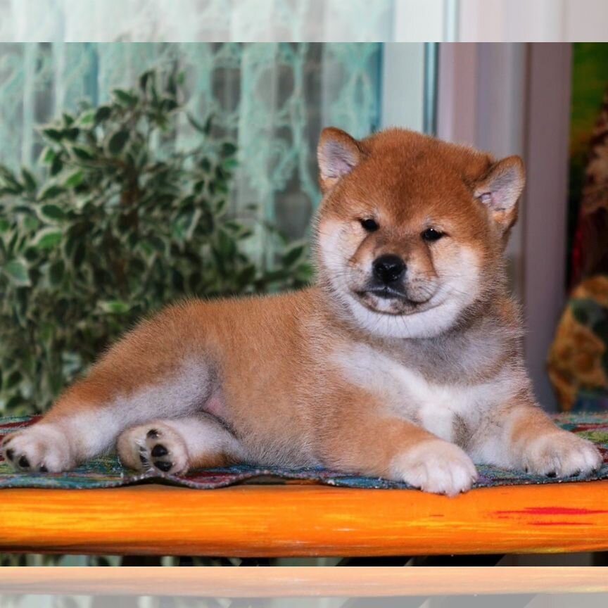 Сиба-ину, щенок