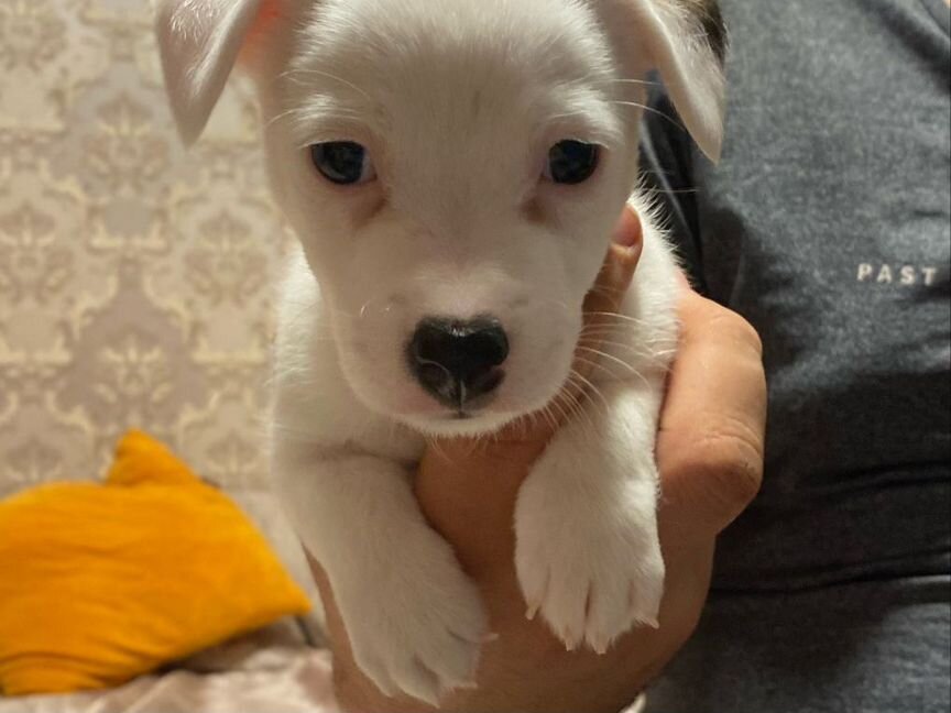 Собака джек