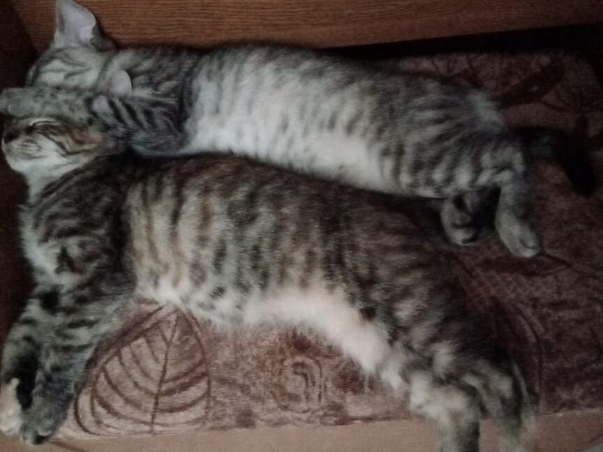 Шустрые игривые котята