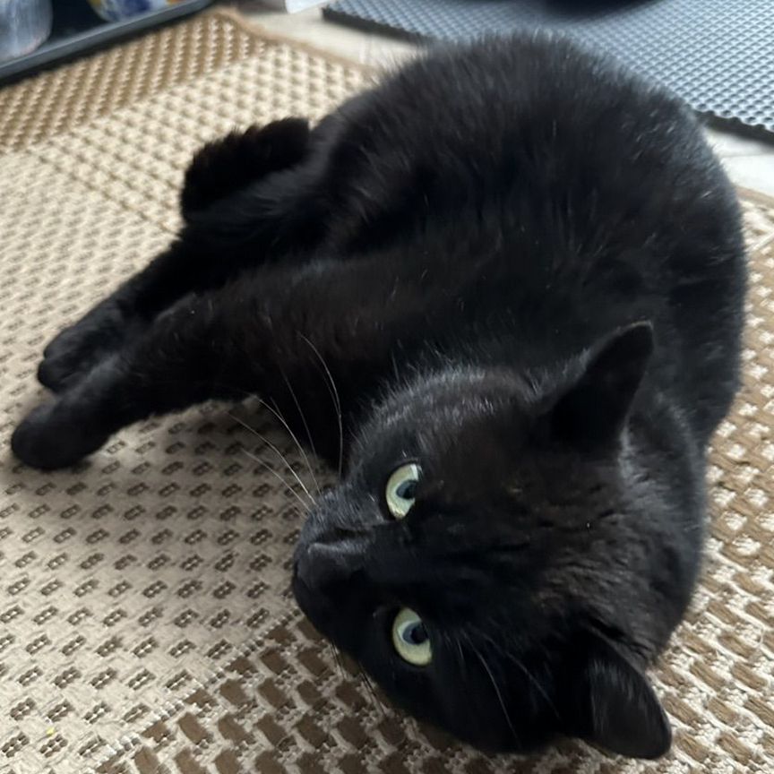 Взрослая кошка в добрые руки