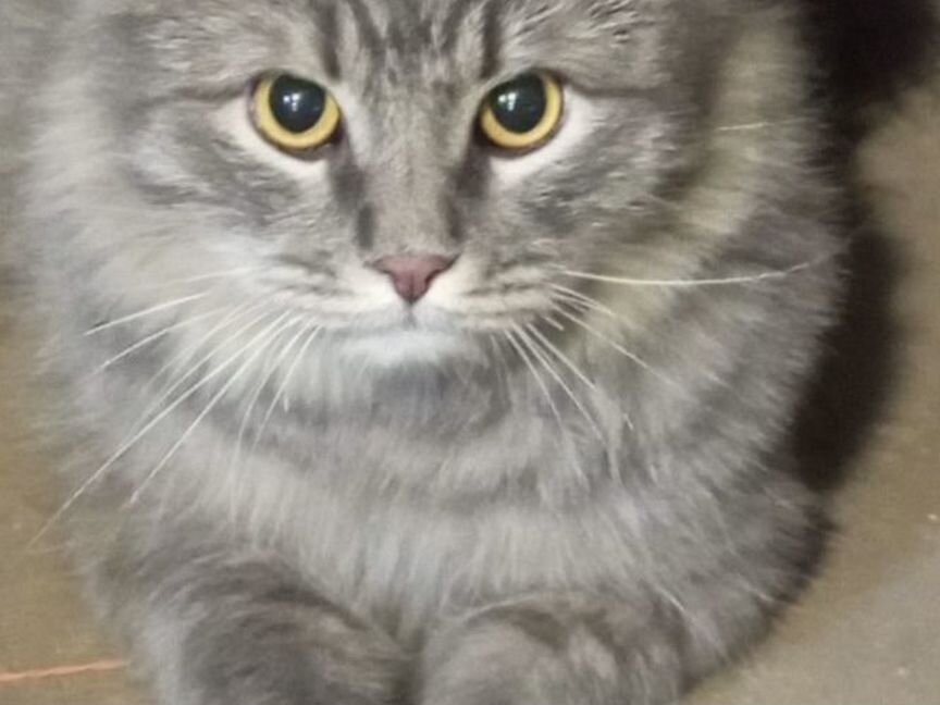 Кот красавчик бакс около 1 года ищет дом