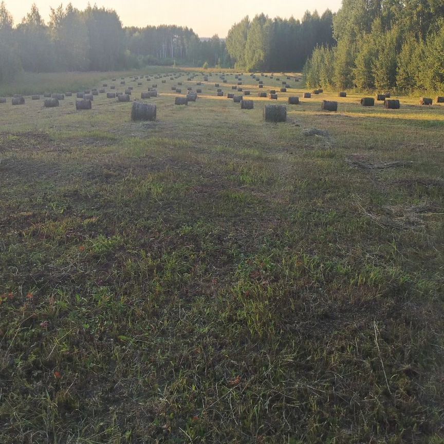 Продам сено в рулонах