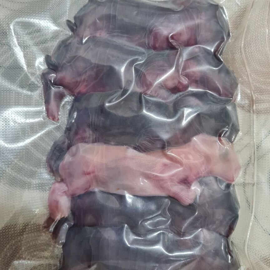 Кормовые животные заморозка