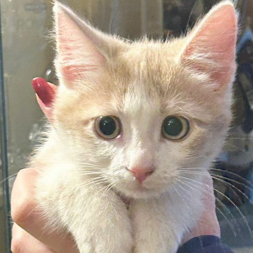 Котёнок Томас в добрые руки