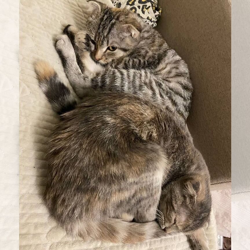 Шотландский вислоухий короткошёрстный котёнок