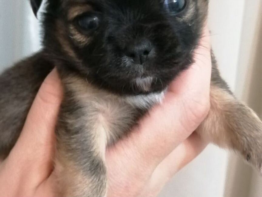 Щенки чихуахуа