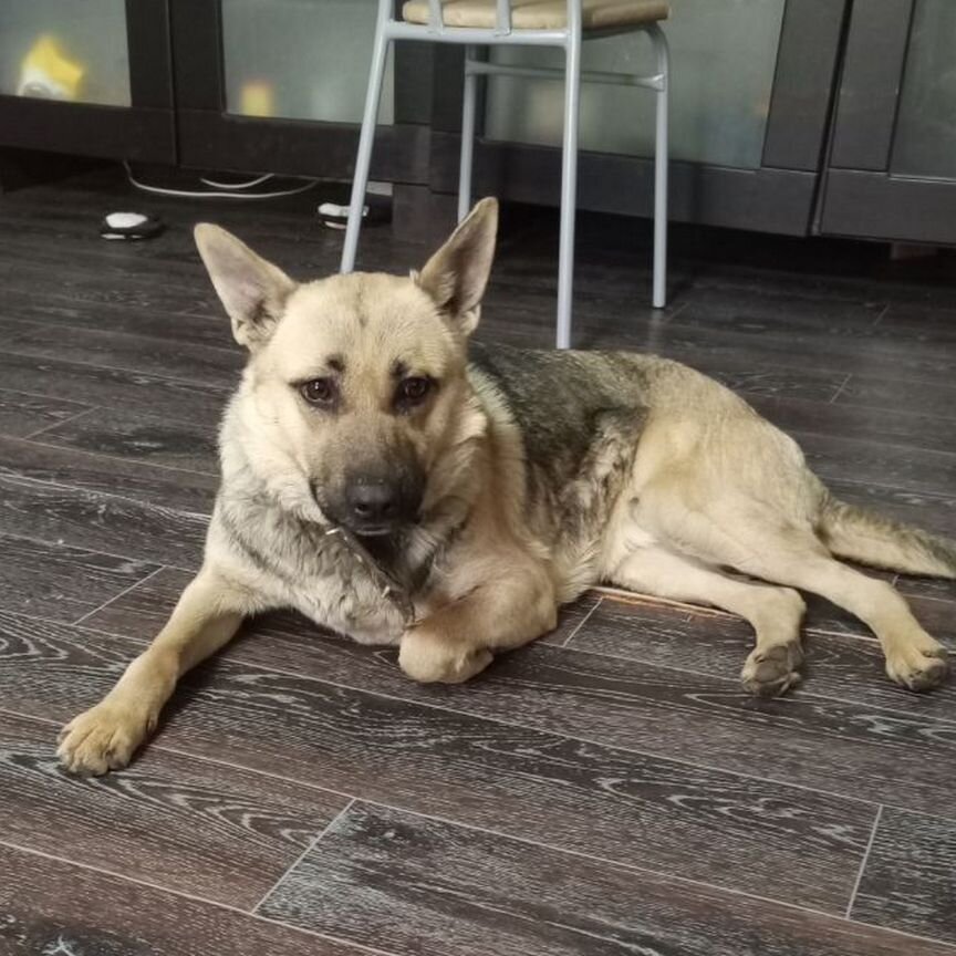 Взрослая собака в добрые руки