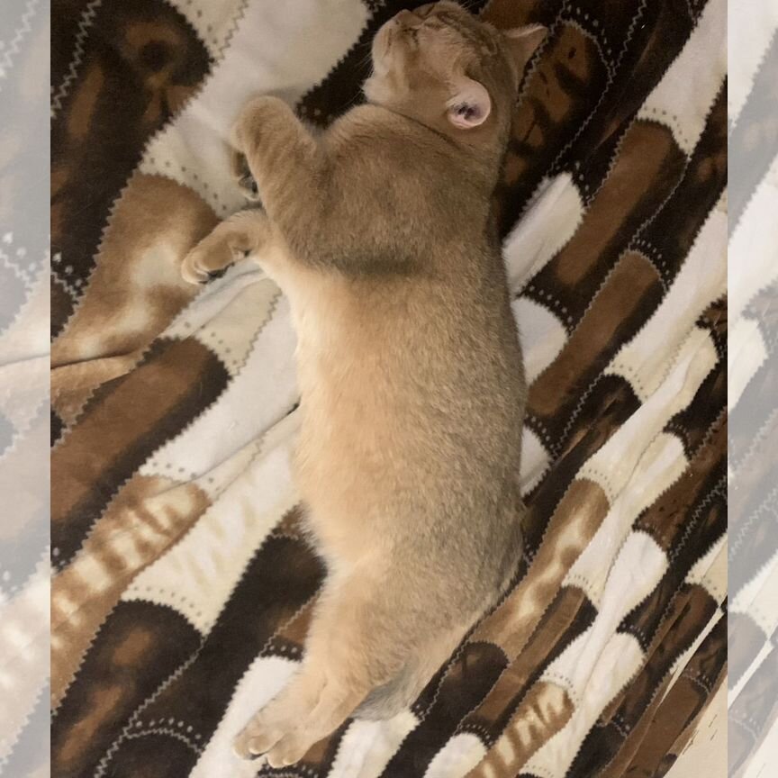 Шотландский прямоухий короткошёрстный кот, взрослый