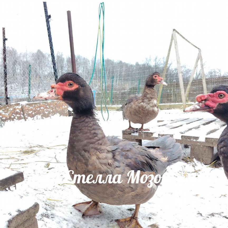 И/я мускусной утки