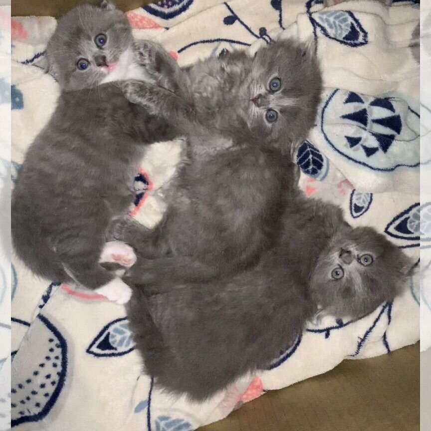 Шотландский вислоухий короткошёрстный котёнок